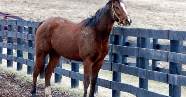 WATCHEM SMOKEY | Old Friend Equine