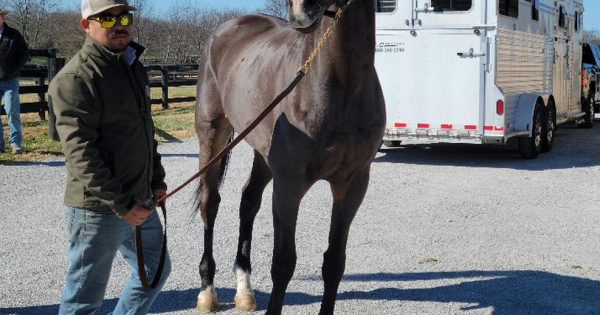 Old Friends Welcomes Lava Man | Old Friend Equine Old Friends Welcomes Lava Man | Old Friend Equine