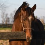 2024 | Old Friend Equine